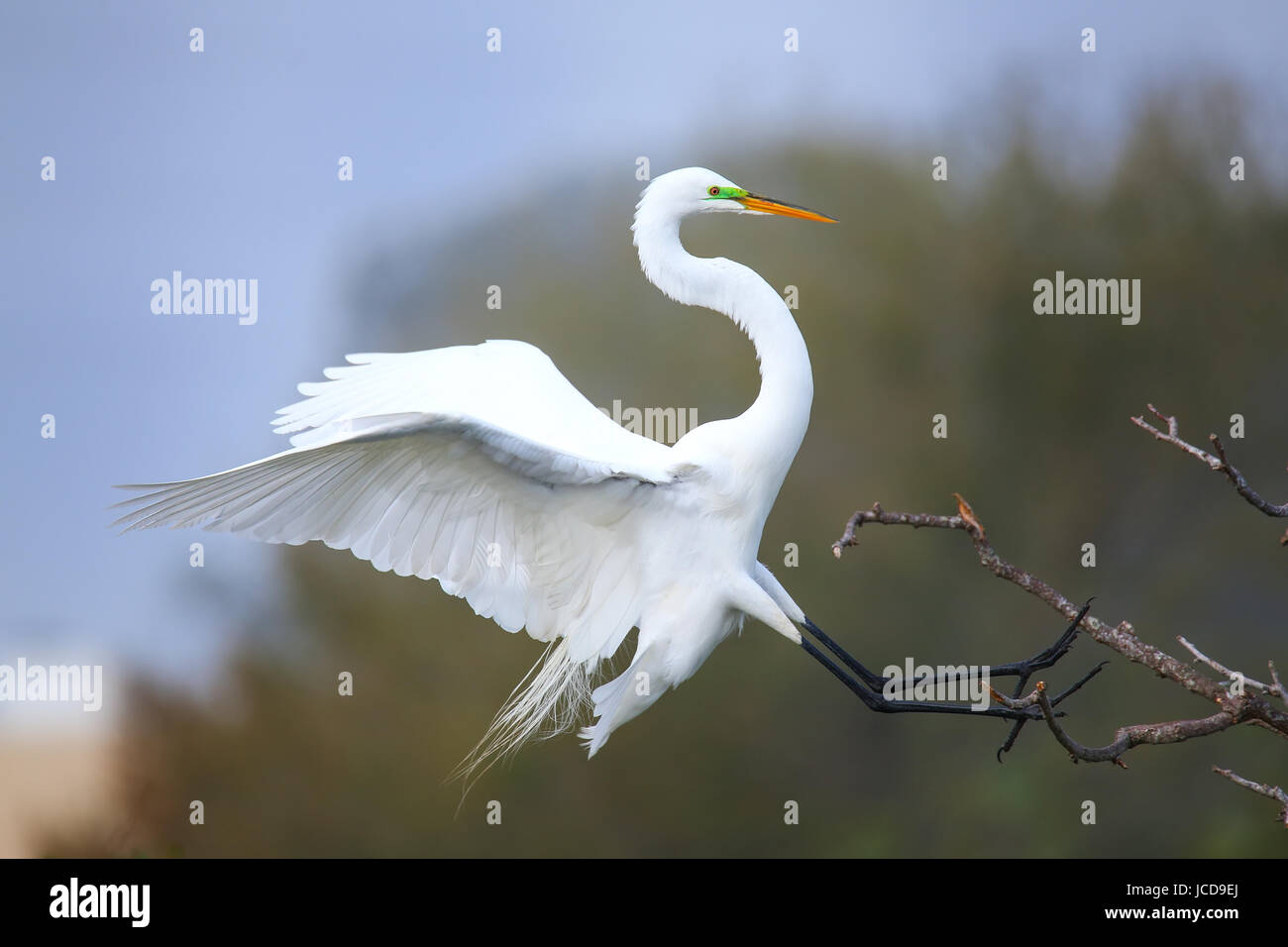Ardea alba bird sanctuary hi-res stock photography and images - Alamy