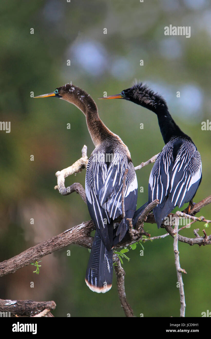 Male and female Anhingas (Anhinga anhinga) sitting on a tree Stock ...
