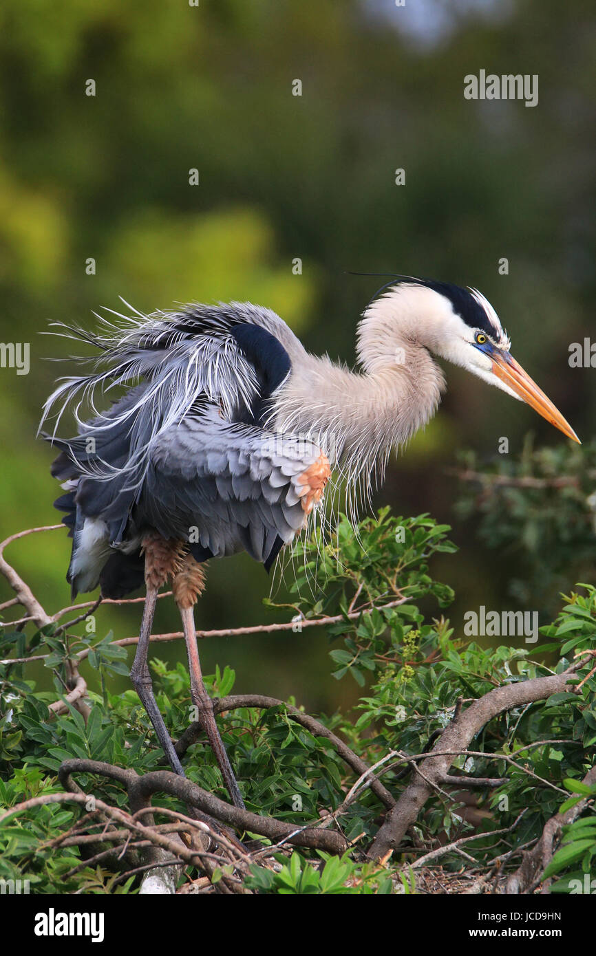 Great Blue Heron (Ardea herodias) ruffling its feathers. It is the ...