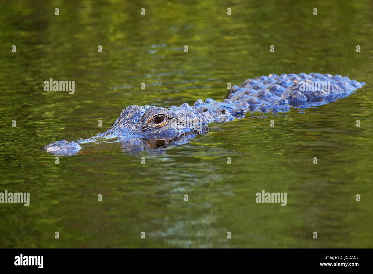 Alligator nose hi-res stock photography and images - Alamy