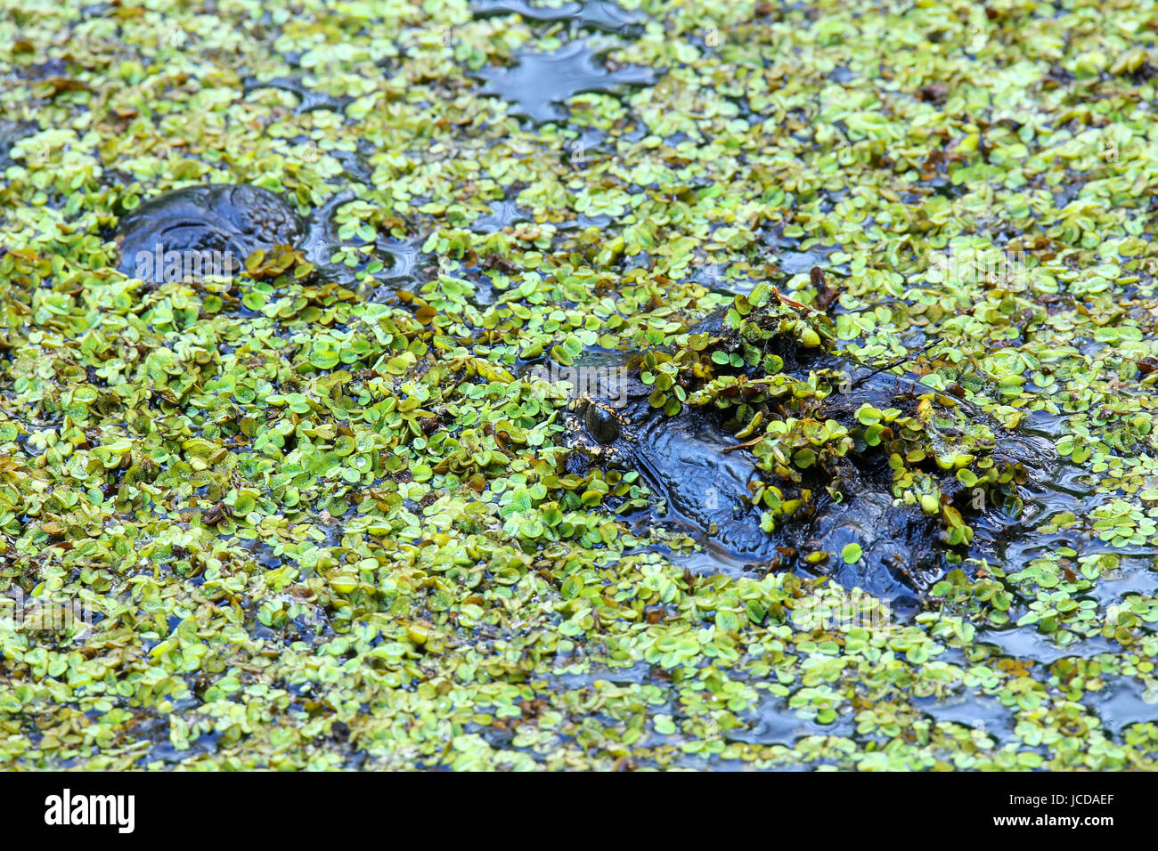 Portrait of Alligator (Alligator mississippiensis) floating in a swamp ...