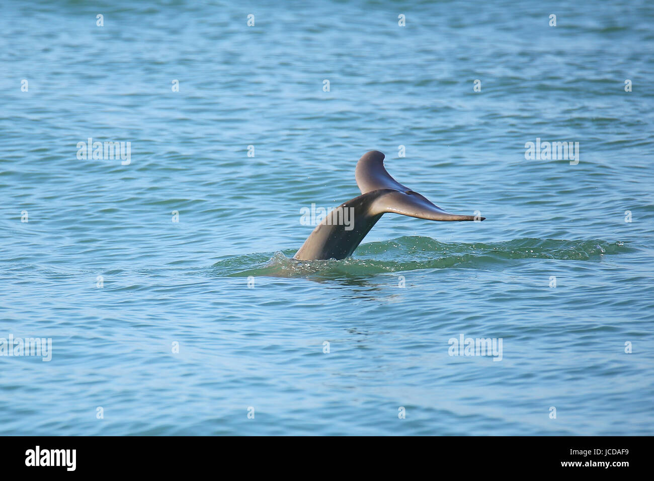 Dolphin tail hi-res stock photography and images - Alamy