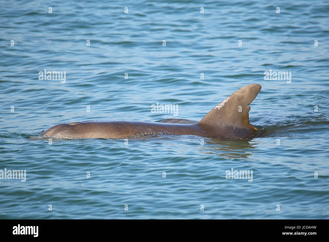 Common bottlenose dolphin showing dorsal fin near Sanibel island in ...