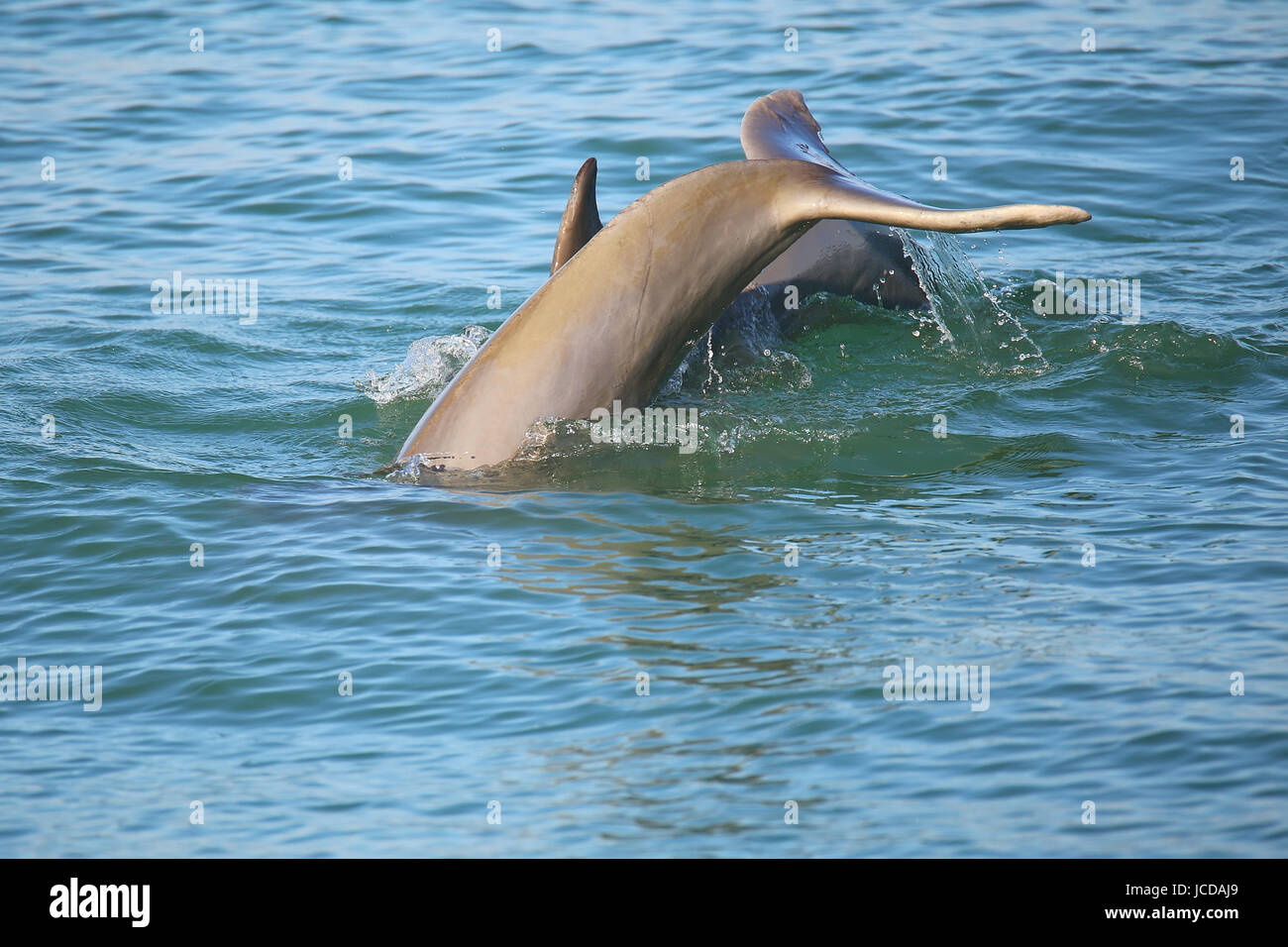 Dolphin tail hi-res stock photography and images - Alamy