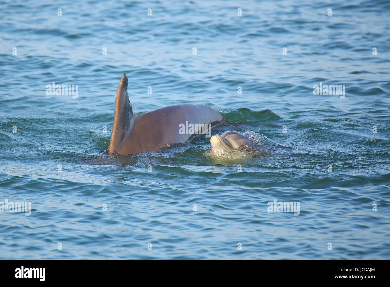 Mother and baby Common bottlenose dolphins swimming near Sanibel island ...