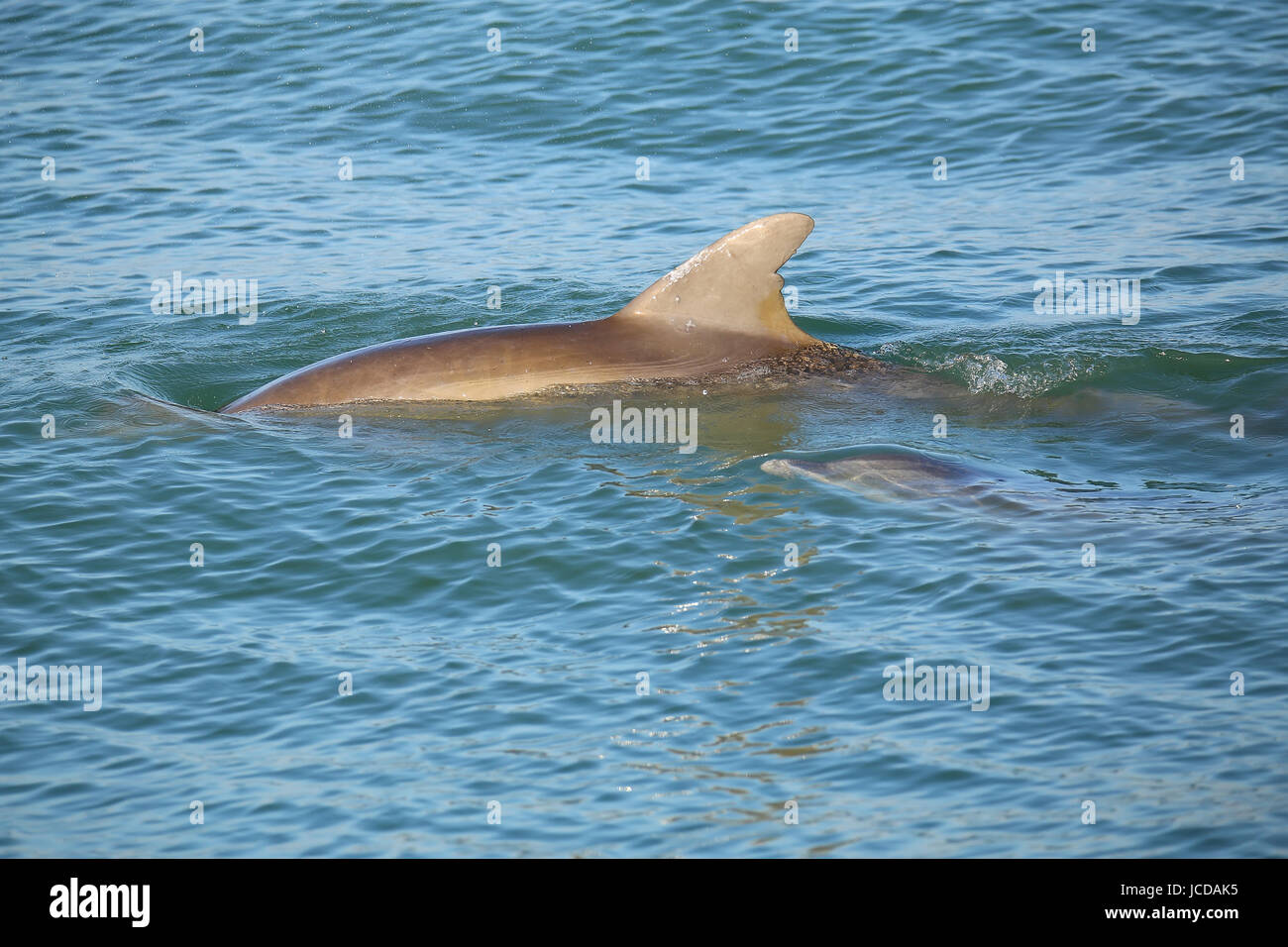 Dolphins swimming in tropical water hi-res stock photography and images ...