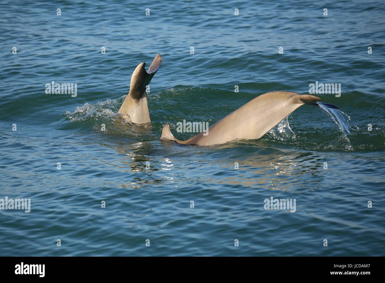 Tails of diving Common bottlenose dolphins near Sanibel island in ...