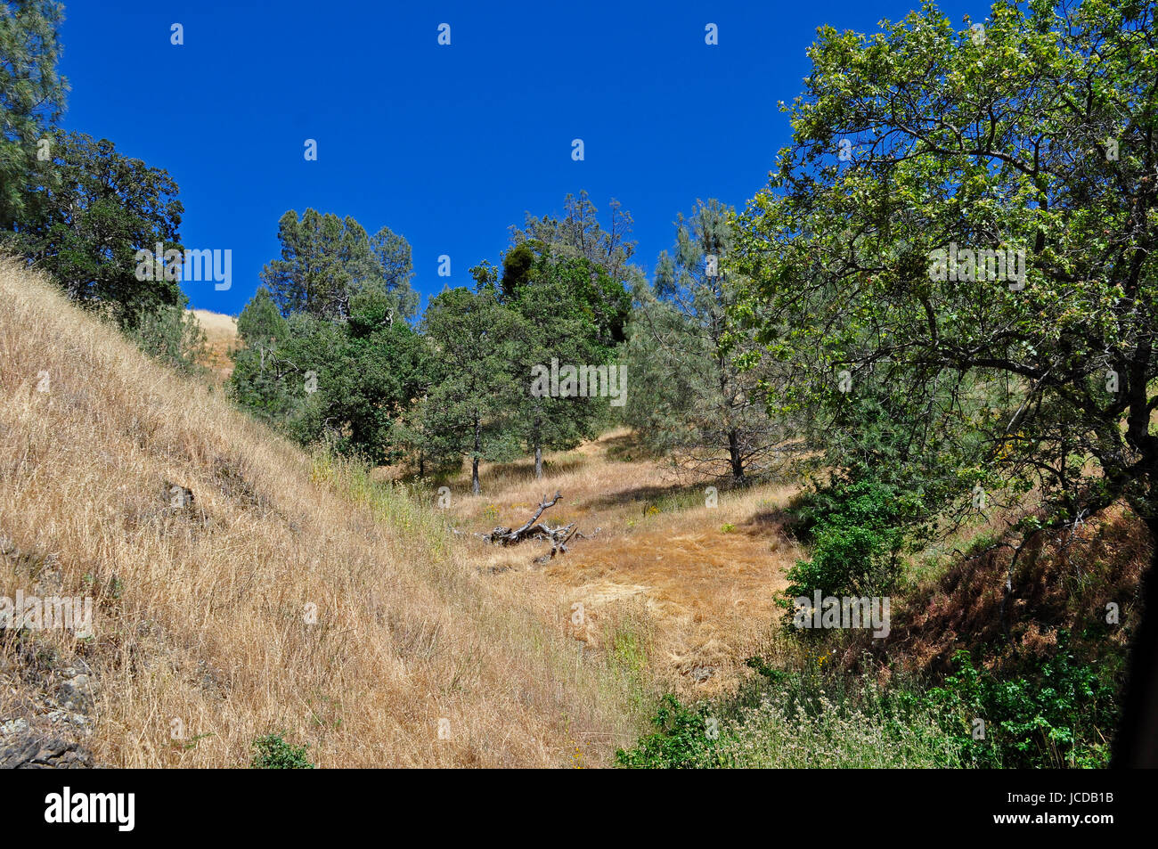 trees along Mount Hamilton road, Santa Clara; County; California; USA ...