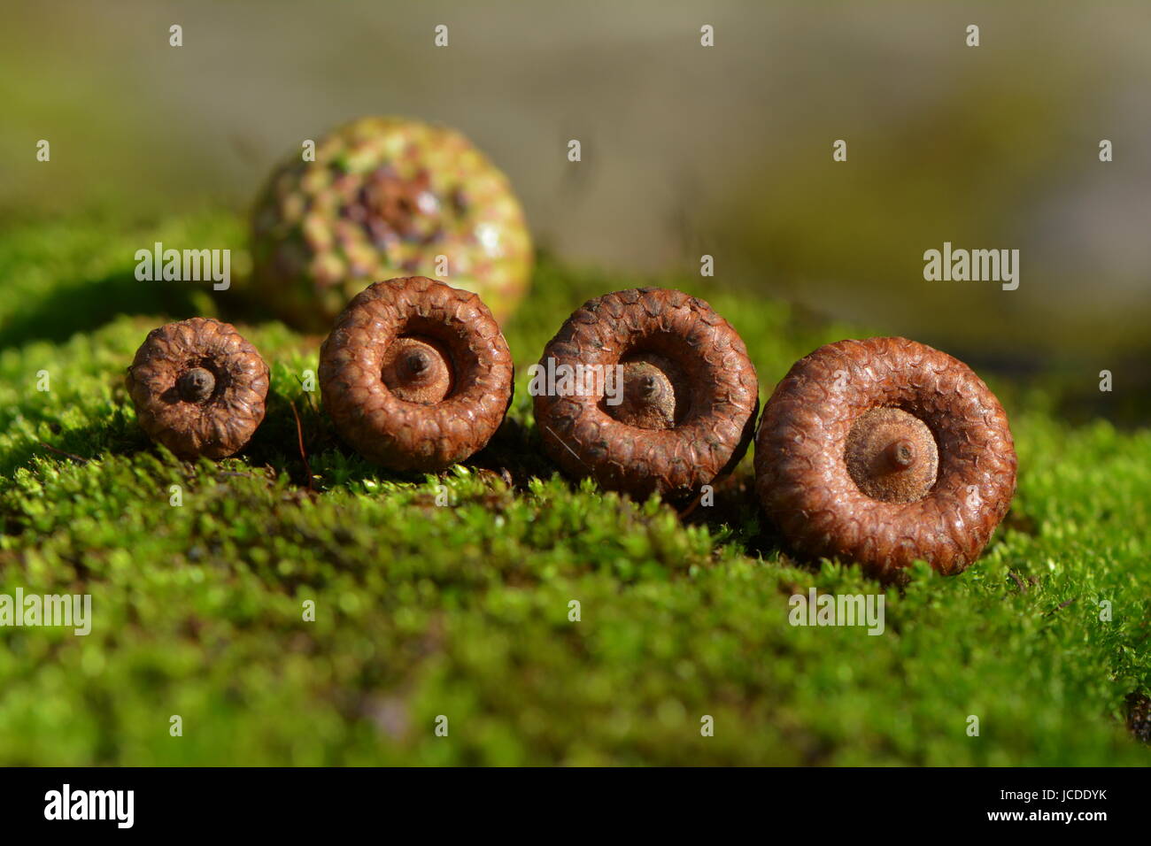 Moss seed capsules hi-res stock photography and images - Alamy