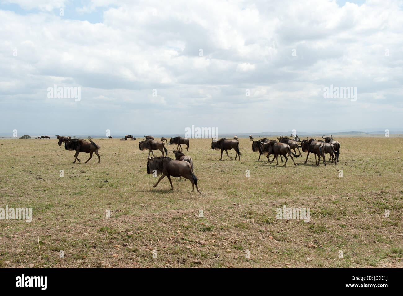 gnu migration on the mara river Stock Photo - Alamy