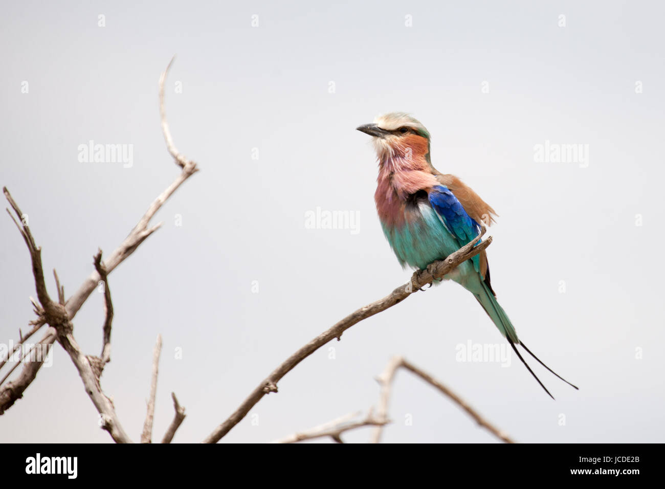bird in the wilds of africa Stock Photo - Alamy