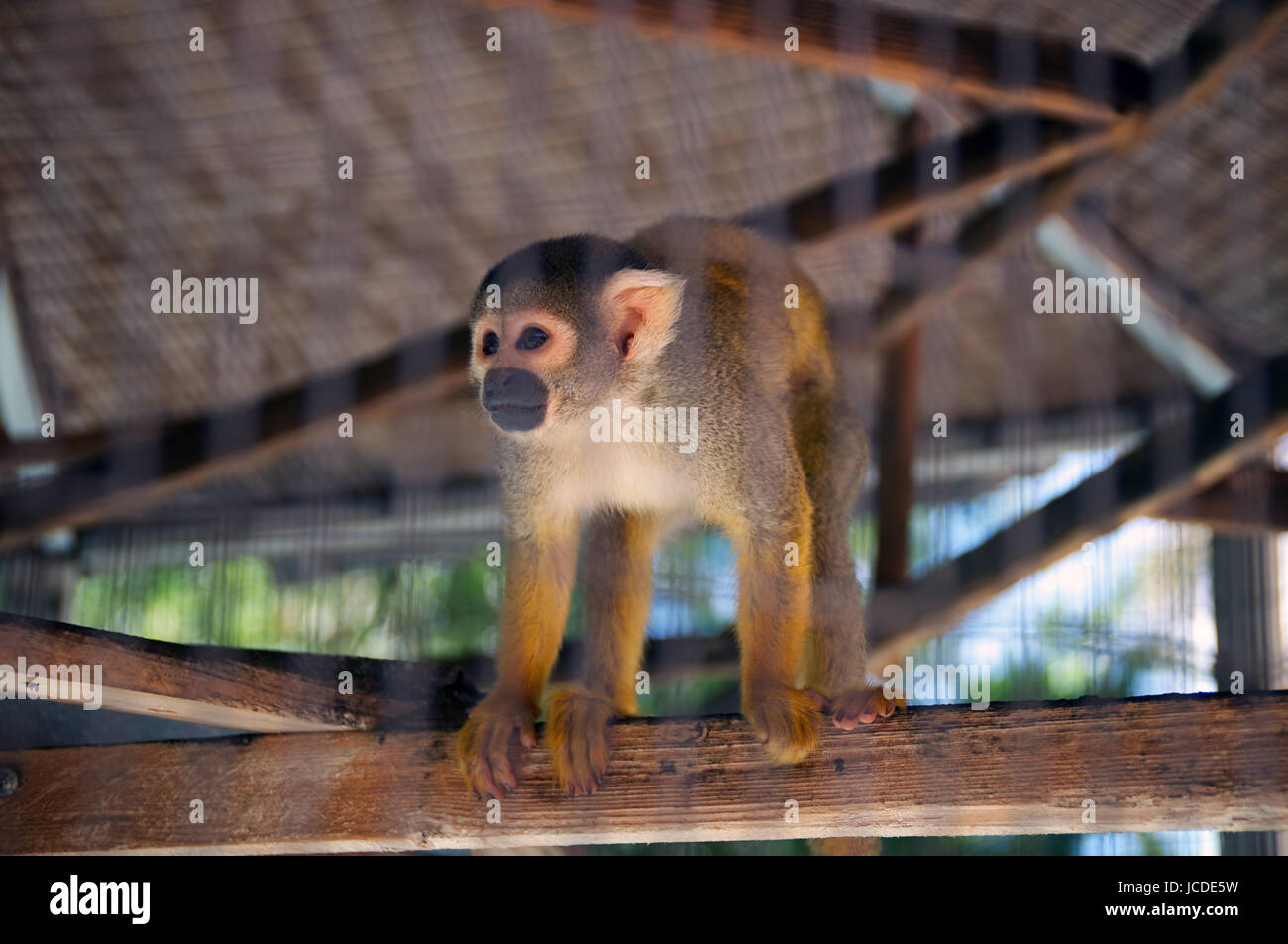 A pet spider monkey is standing on a plank in cage looking off to the ...