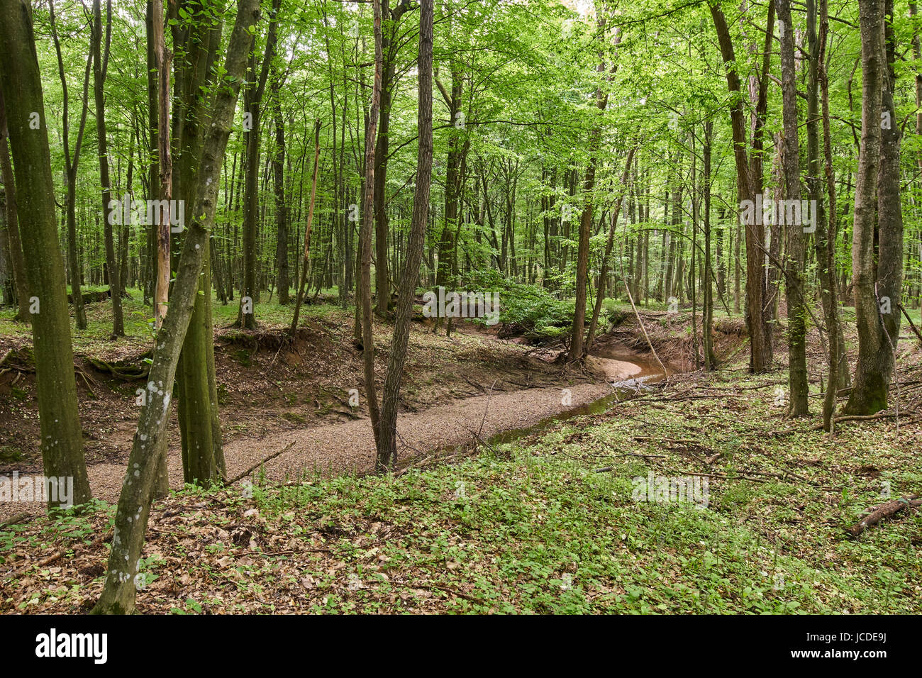 Landscape with deciduous forests of oak and beech Stock Photo - Alamy