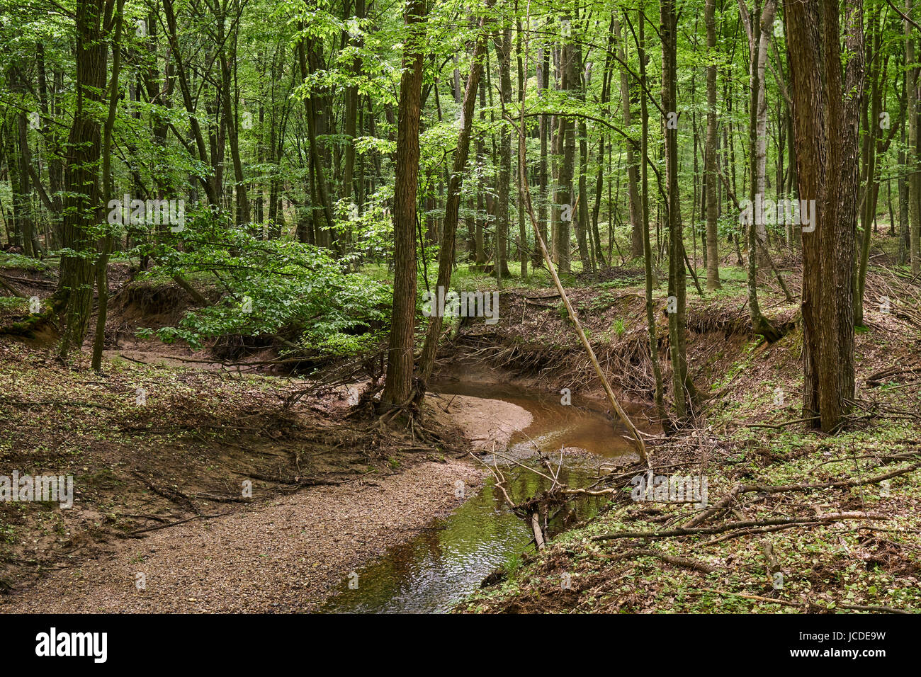 Landscape with deciduous forests of oak and beech Stock Photo - Alamy