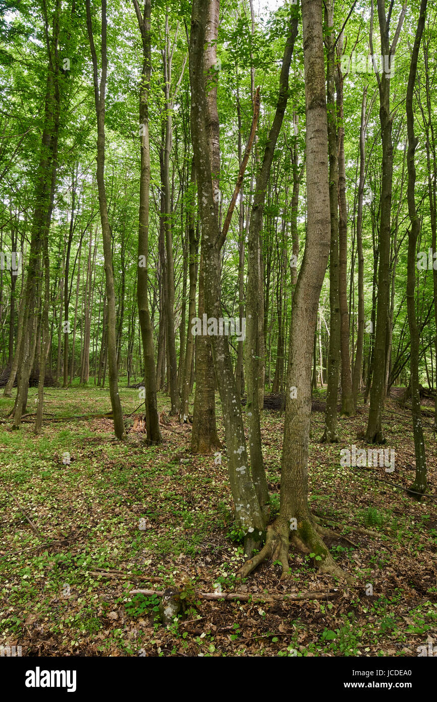 Landscape with deciduous forests of oak and beech Stock Photo - Alamy
