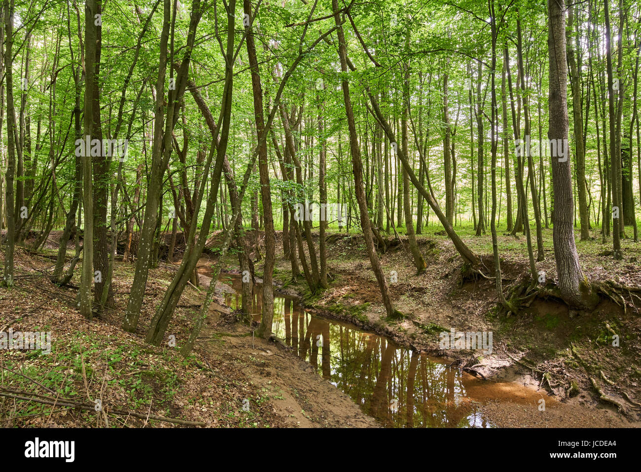 Landscape with deciduous forests of oak and beech Stock Photo - Alamy