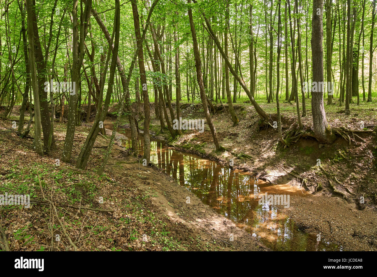 Landscape with deciduous forests of oak and beech Stock Photo - Alamy