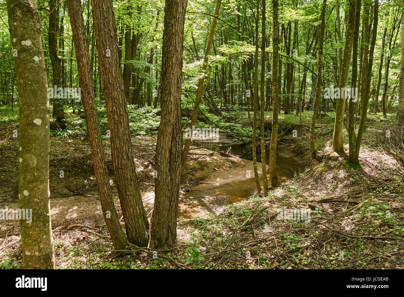 Landscape with deciduous forests of oak and beech Stock Photo - Alamy