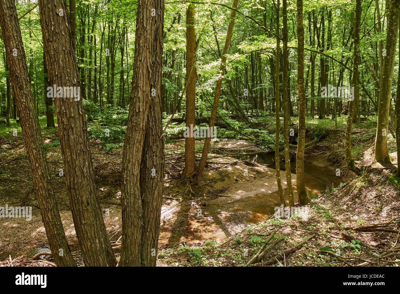 Landscape with deciduous forests of oak and beech Stock Photo - Alamy