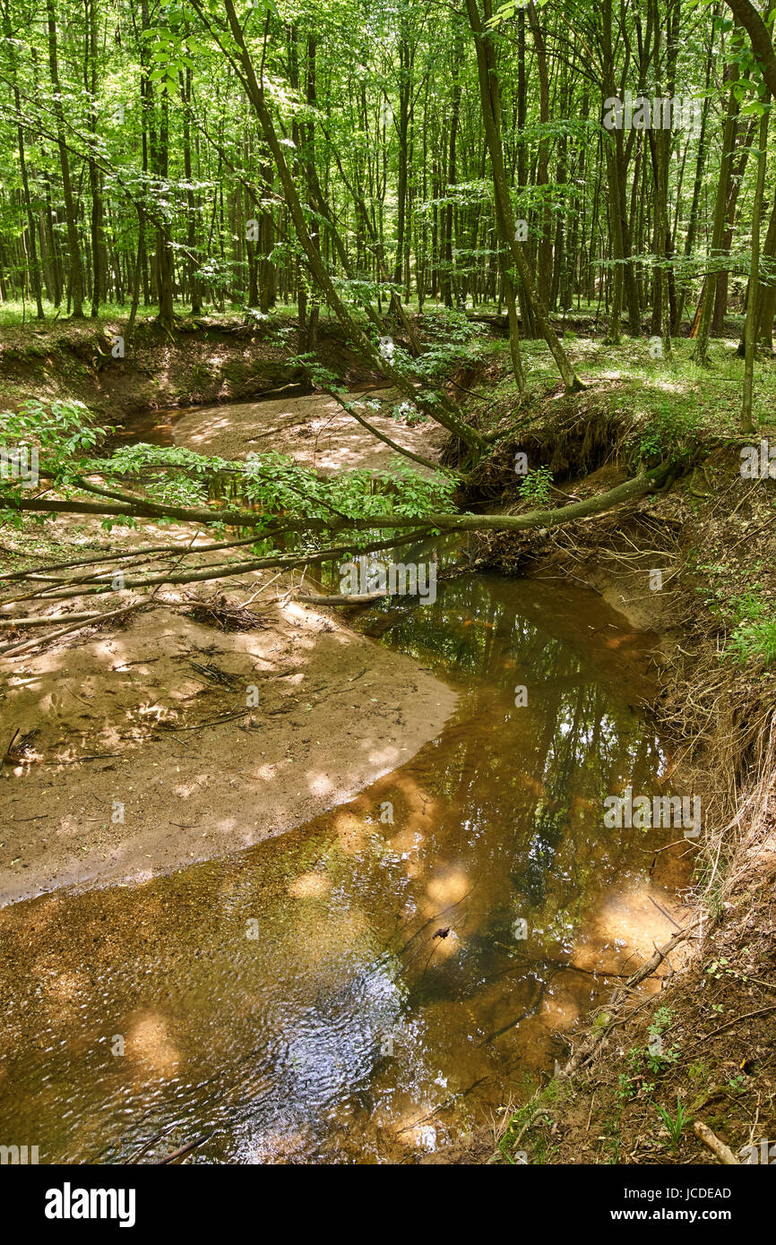 Landscape with deciduous forests of oak and beech Stock Photo - Alamy