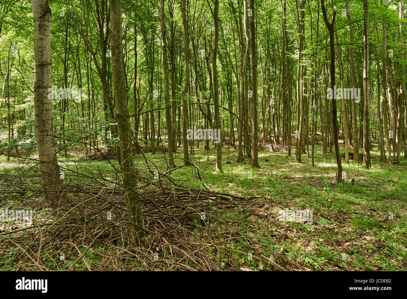 Landscape with deciduous forests of oak and beech Stock Photo - Alamy