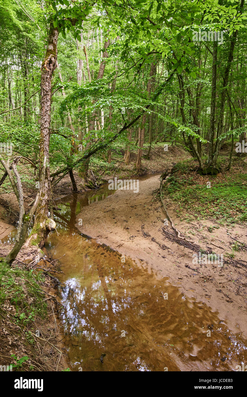 Landscape with deciduous forests of oak and beech Stock Photo - Alamy