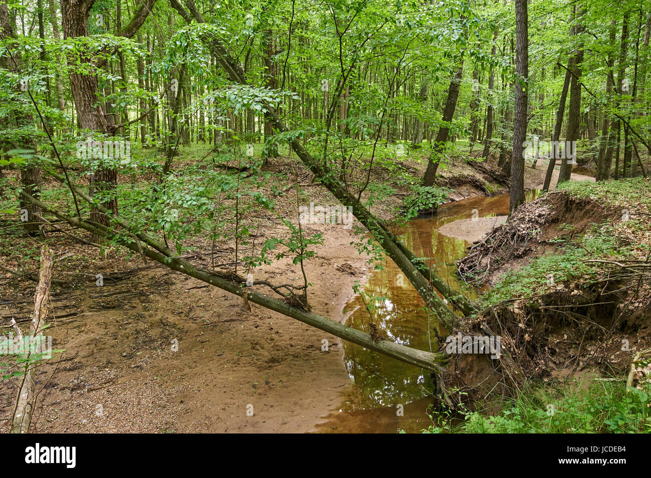 Landscape with deciduous forests of oak and beech Stock Photo - Alamy