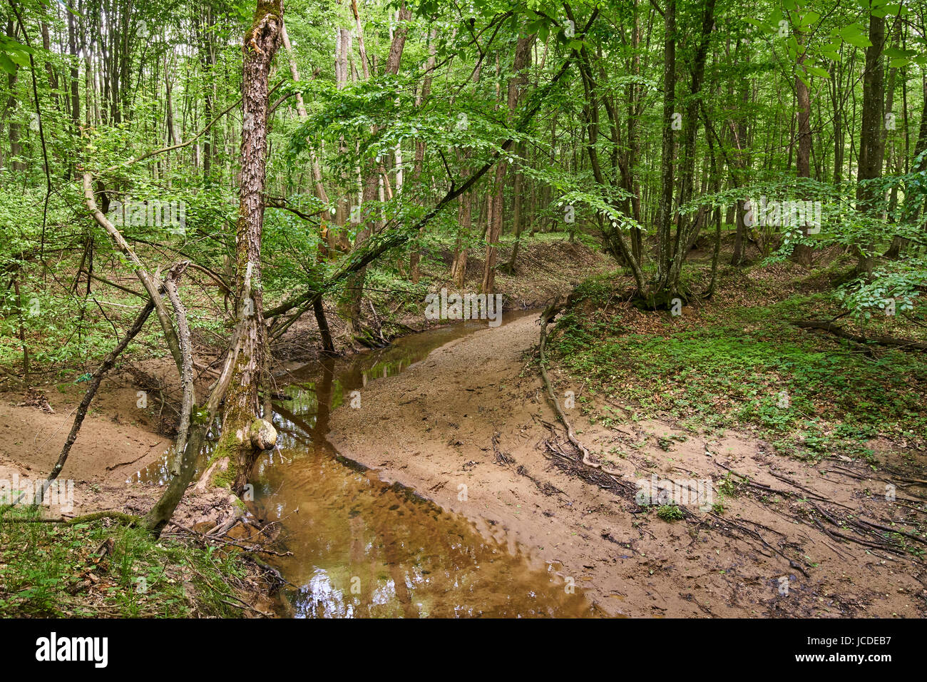 Landscape with deciduous forests of oak and beech Stock Photo - Alamy