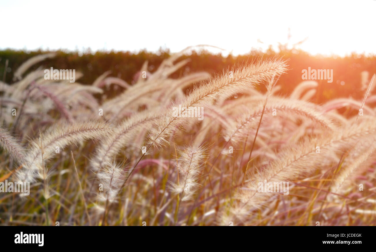 Sun lighting up grass hi-res stock photography and images - Alamy