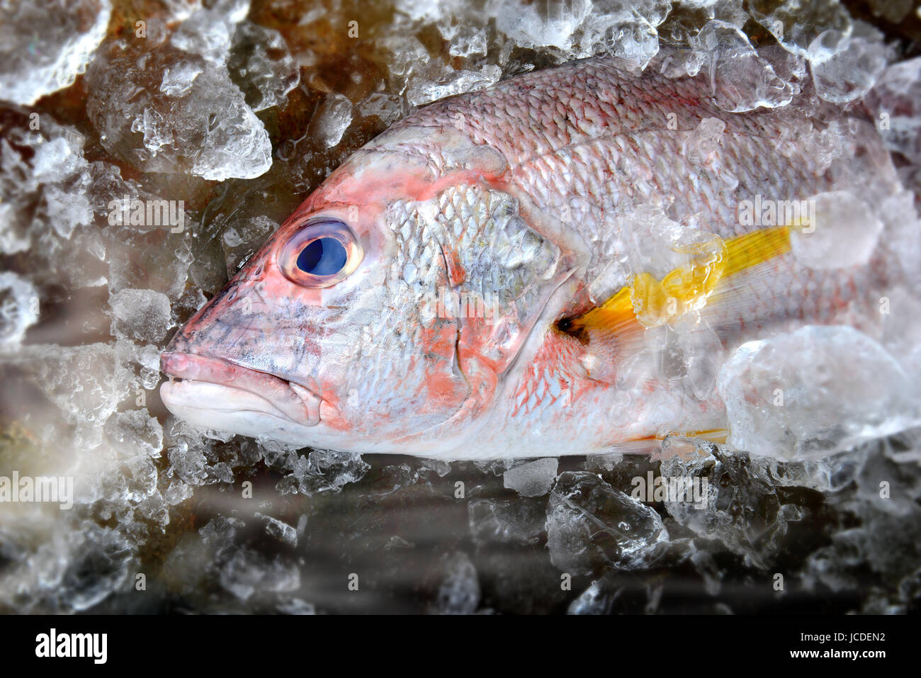 Red snapper fishing hi-res stock photography and images - Alamy