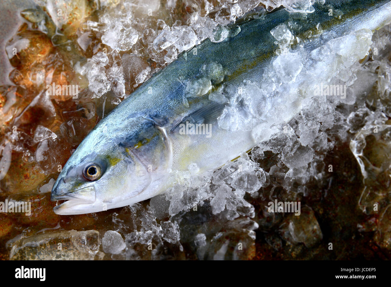 Young amberjack fish or buri fish in Japan is hamachi fish frozen in ...