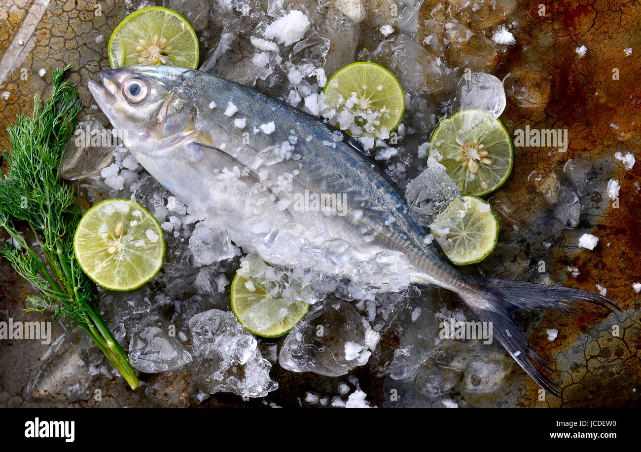 Bigeye jack fish hi-res stock photography and images - Alamy