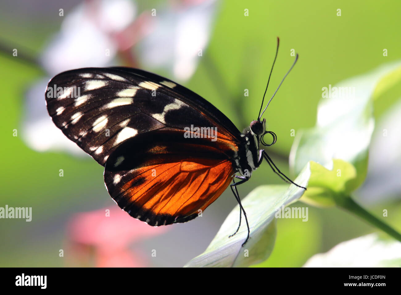 longwing heliconius hecale Stock Photo - Alamy