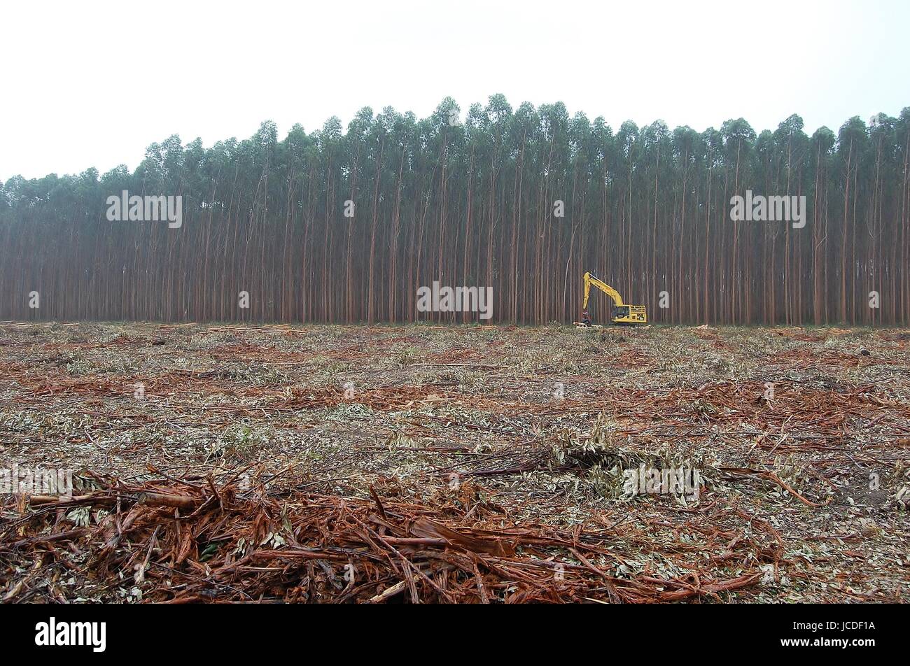 Clear cutting rainforest hi-res stock photography and images - Alamy