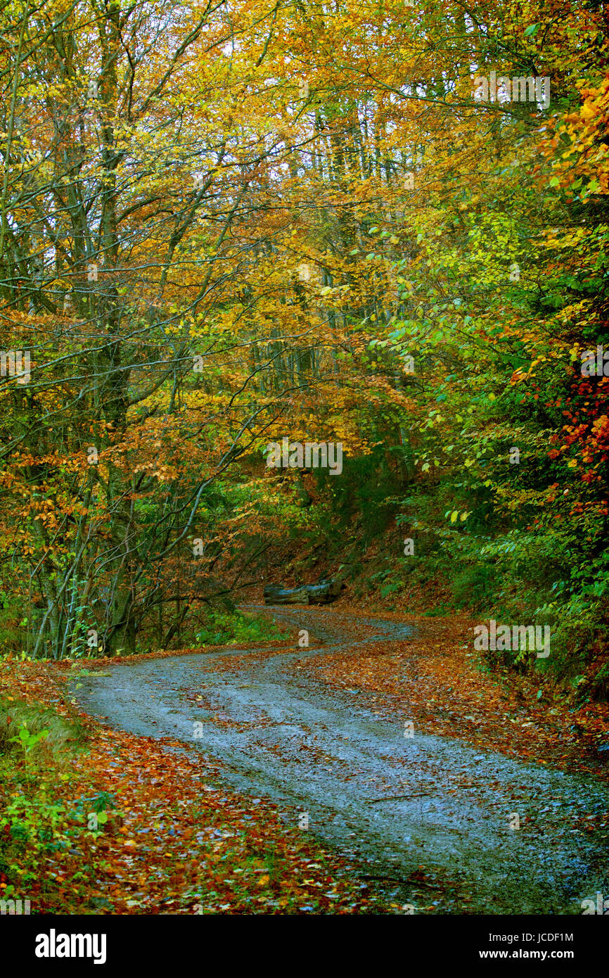 Vintage photo of curving road in autumn forest Stock Photo - Alamy