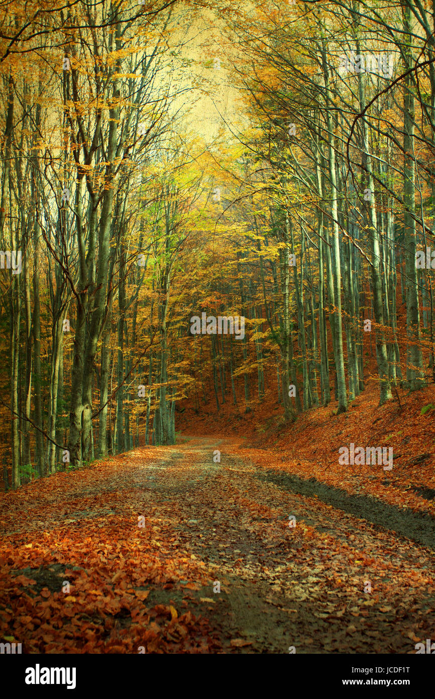 Vintage photo of curving road in autumn forest Stock Photo - Alamy