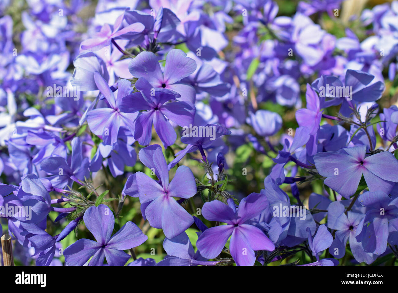 Phlox divaricata flowers, also know as wild blue phlox or wild sweet ...