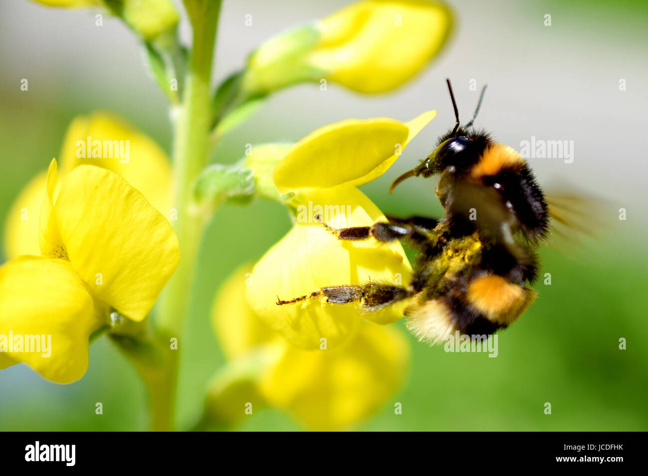 Flying Bumblebee landing to Lathyrus davidii yellow flower Stock Photo ...