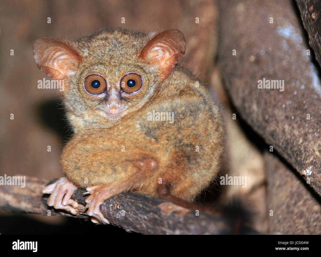 Spectral Tarsier (Tarsius Spectrum/Tarsius Tarsier), Tangkoko National ...