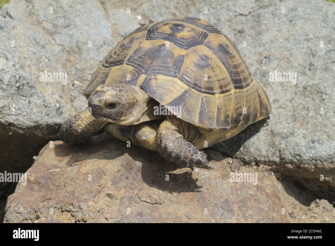 An image or picture of a tortoise on rocks Stock Photo - Alamy