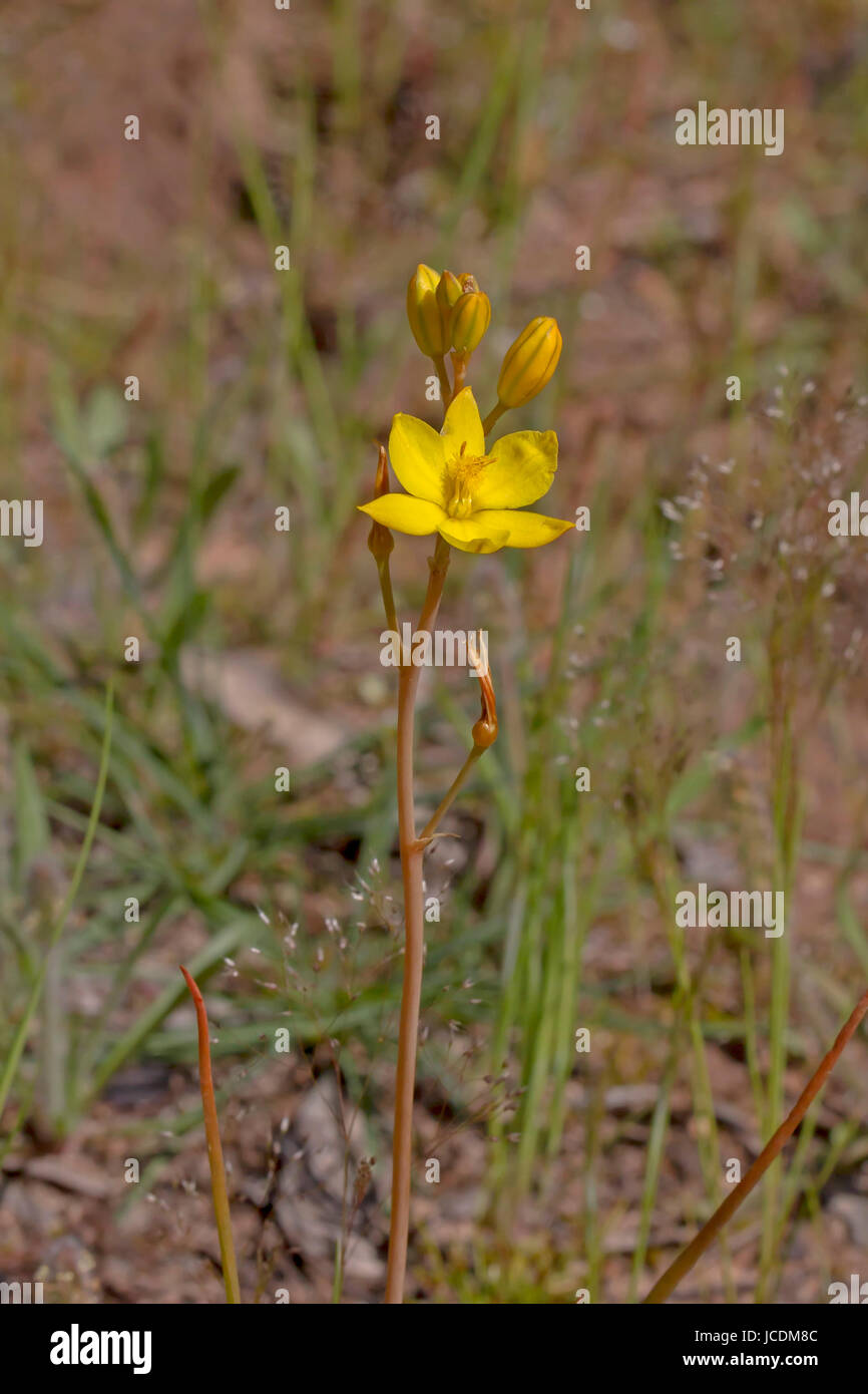 Bulbine hi-res stock photography and images - Alamy