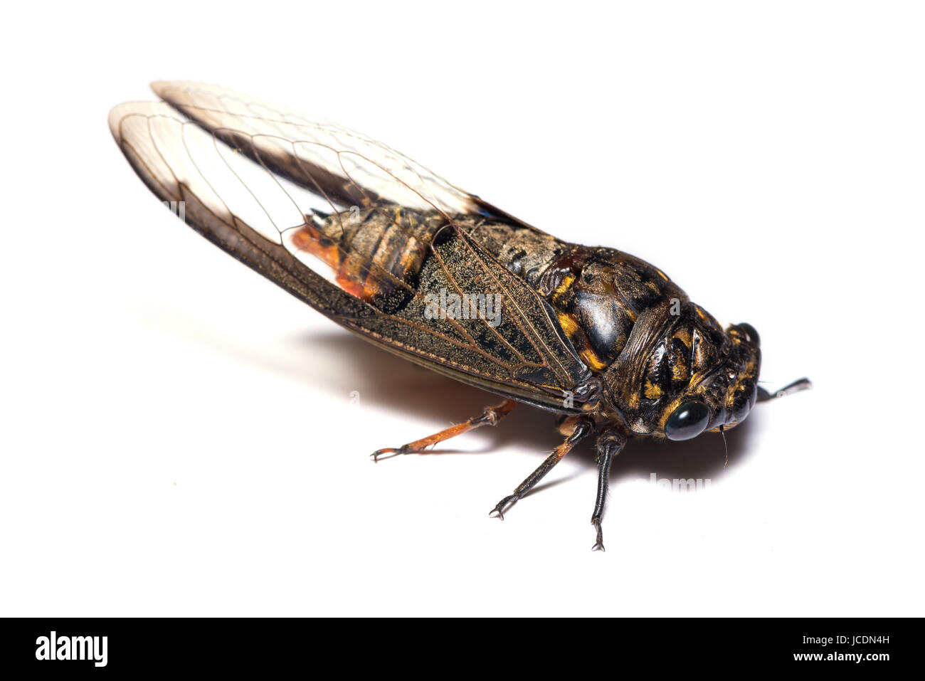 The cicada isolated on white background Stock Photo - Alamy