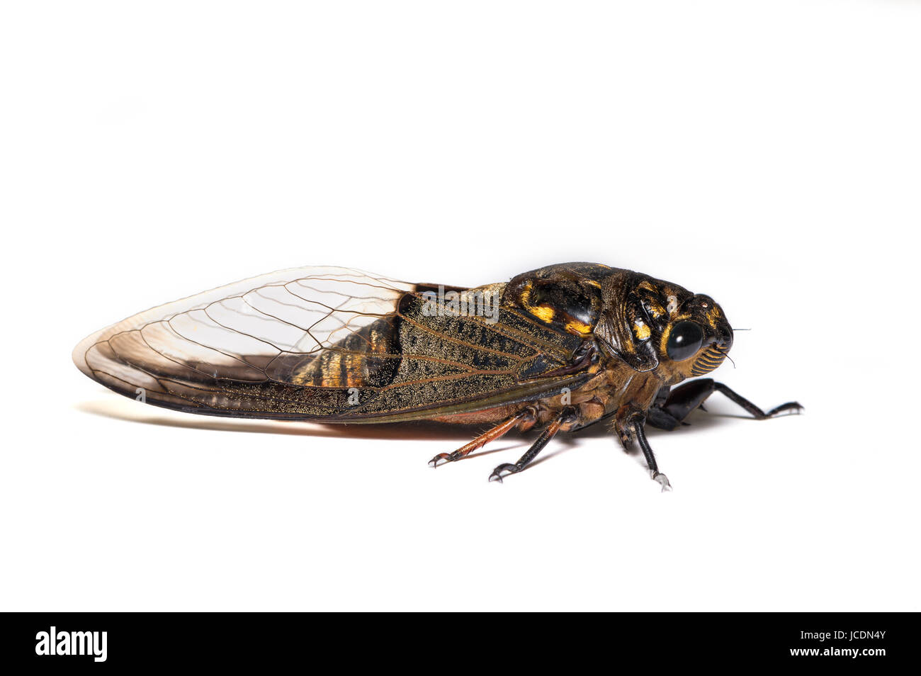 Cicada antennae hi-res stock photography and images - Alamy