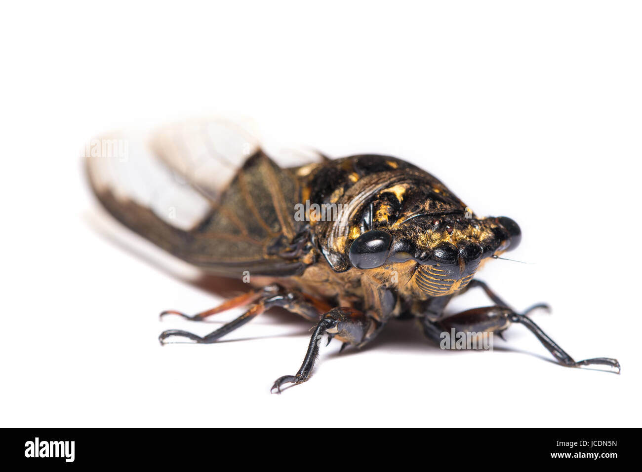The cicada isolated on white background Stock Photo - Alamy