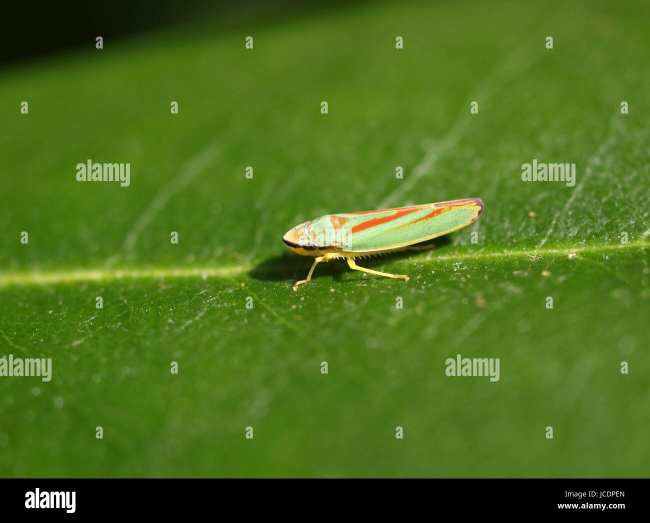 Zwergzikaden hi-res stock photography and images - Alamy