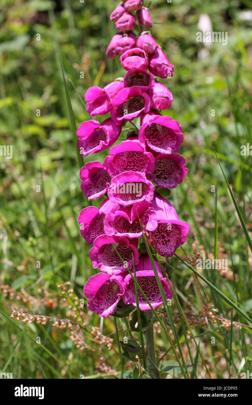 thimble medicinal plant Stock Photo - Alamy