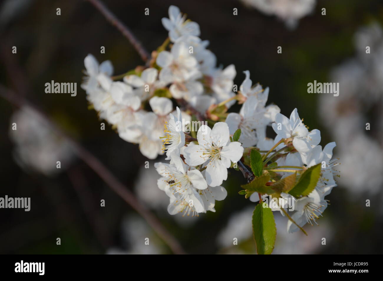 apple blossom bleed Stock Photo - Alamy