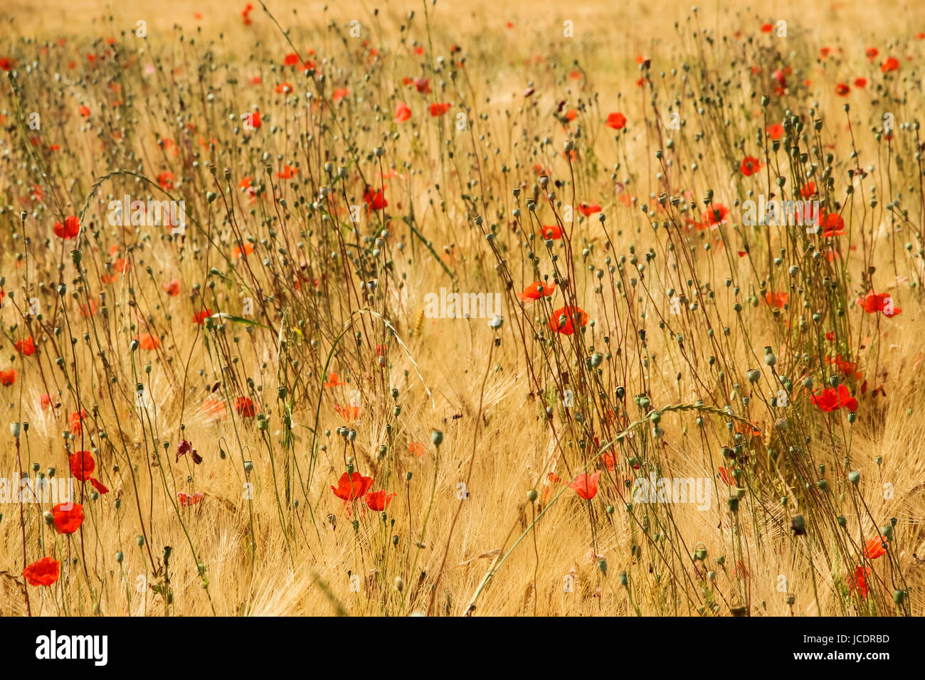 corn field with faded poppies Stock Photo - Alamy