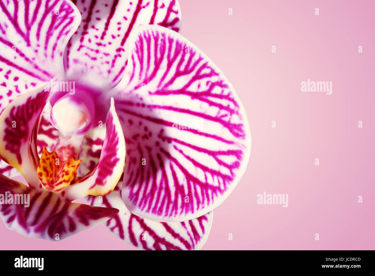 Beautiful orchid on a shiny magenta background Stock Photo - Alamy