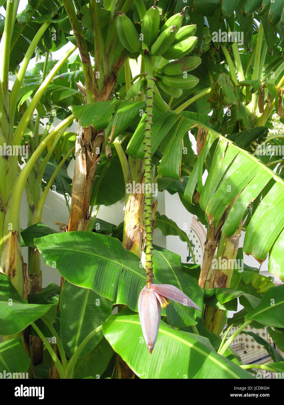 Bananenbaum hi-res stock photography and images - Alamy